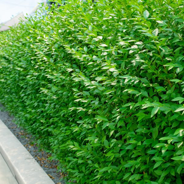 Wintergroene Liguster – Ligustrum Vulgare Atrovirens – Haagdiscounter.nl