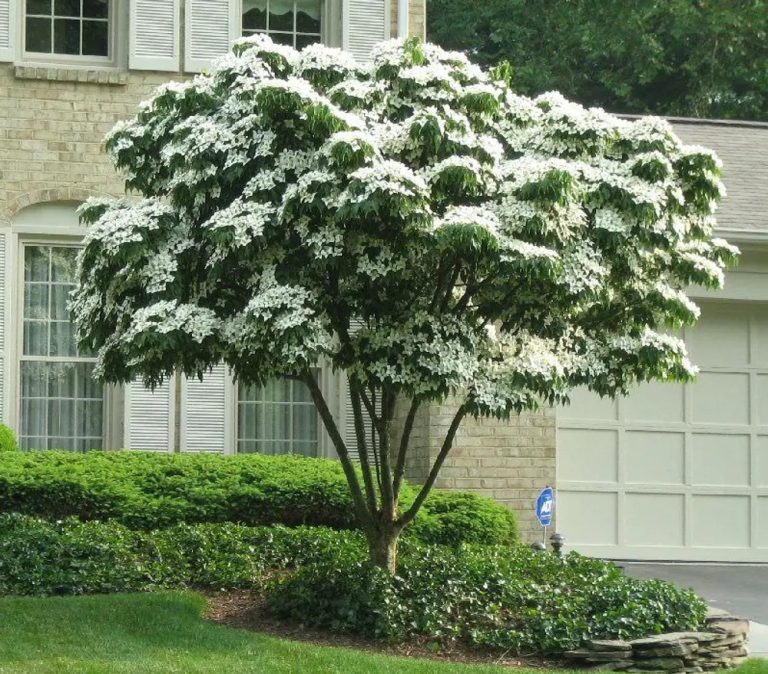 Cornus Kousa ‘China Girl’ – 125 – 150 cm hoog – Haagdiscounter.nl